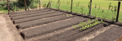 Moestuin aanleggen: In 5 stappen je eigen moestuin!