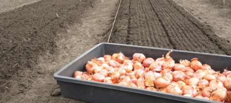 Moestuin aanleggen: In 5 stappen je eigen moestuin!