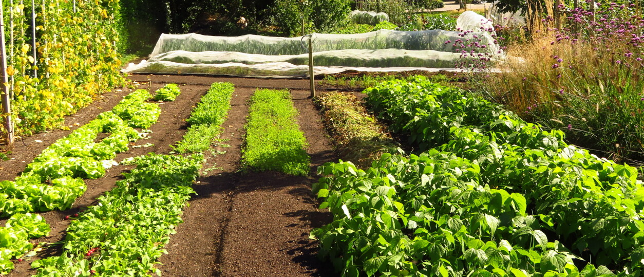 Hoe begin ik een moestuin? Moestuin ontwerpen en indelen!