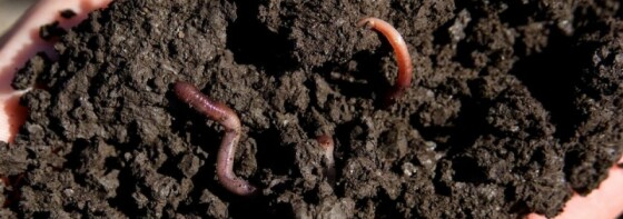 Moestuin bemesten