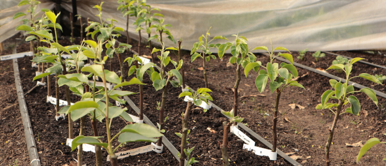 Zelf fruitbomen enten