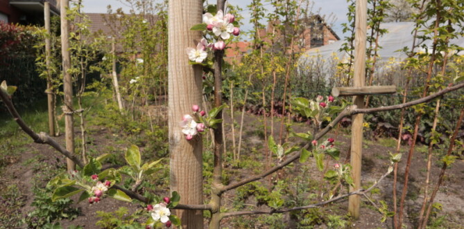 onderstammen fruitbomen