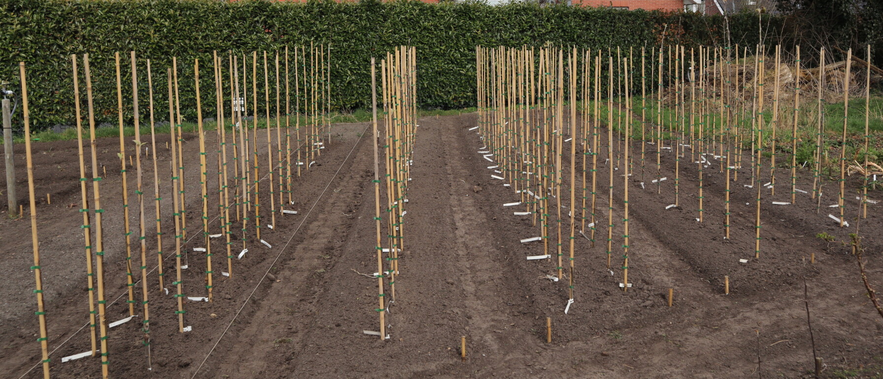 Hoe begin ik een moestuin? Moestuin ontwerpen en indelen!