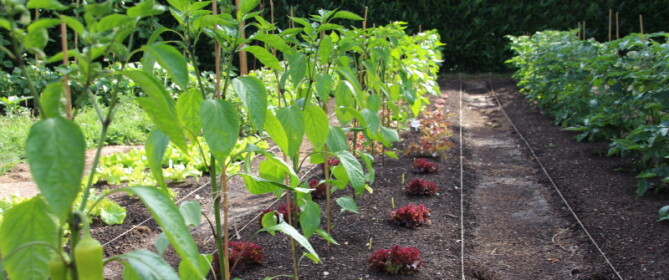 Hoe begin ik een moestuin? Moestuin ontwerpen en indelen!