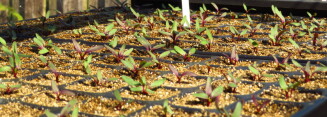 Moestuin plannen: Teeltplan maken 2023