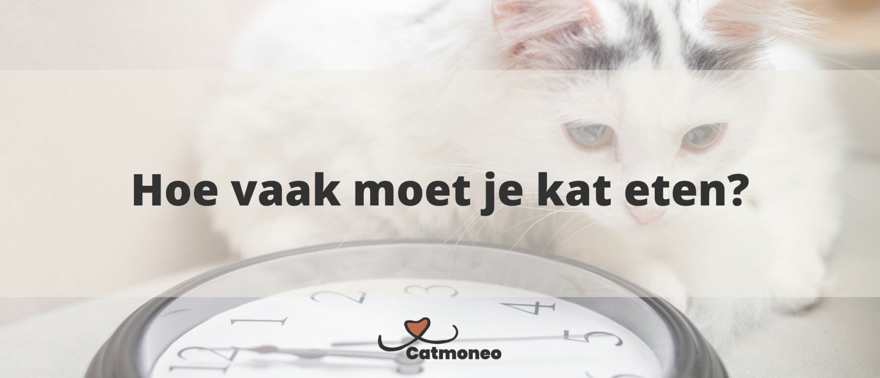 Onbeperkt brokjes of maaltijden: Hoe vaak moet je kat eten?
