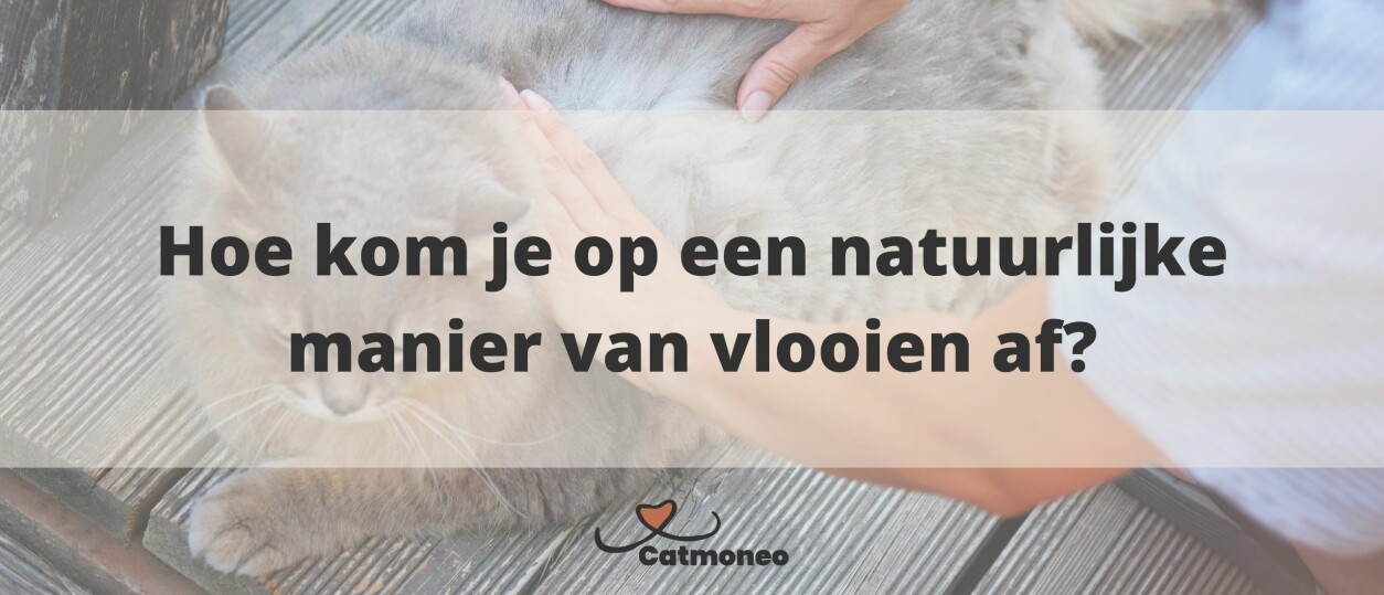 Vlooien voorkomen: Hoe kom je op een natuurlijke manier van vlooien af?