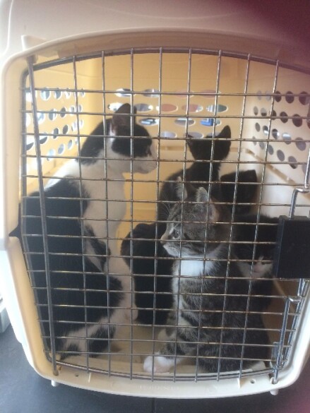 De ontwikkeling van kittens: Fotos van 0 tot 12 week