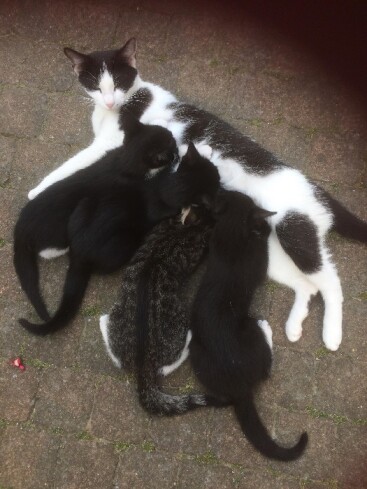 De ontwikkeling van kittens: Fotos van 0 tot 12 week