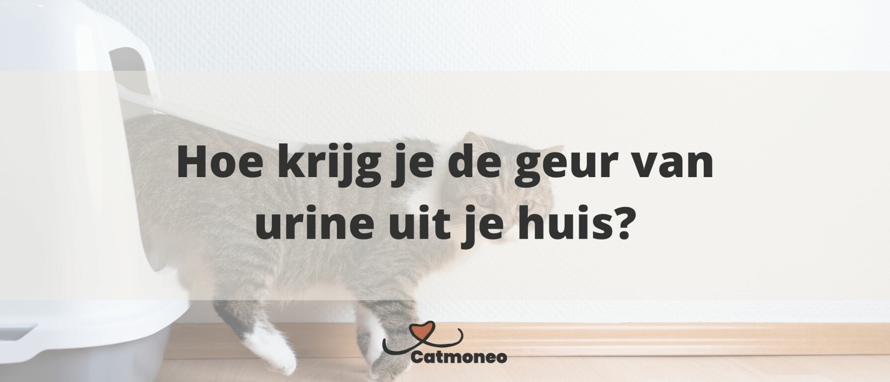 Kattenpis geur verwijderen: Hoe krijg je kattenurine uit huis?