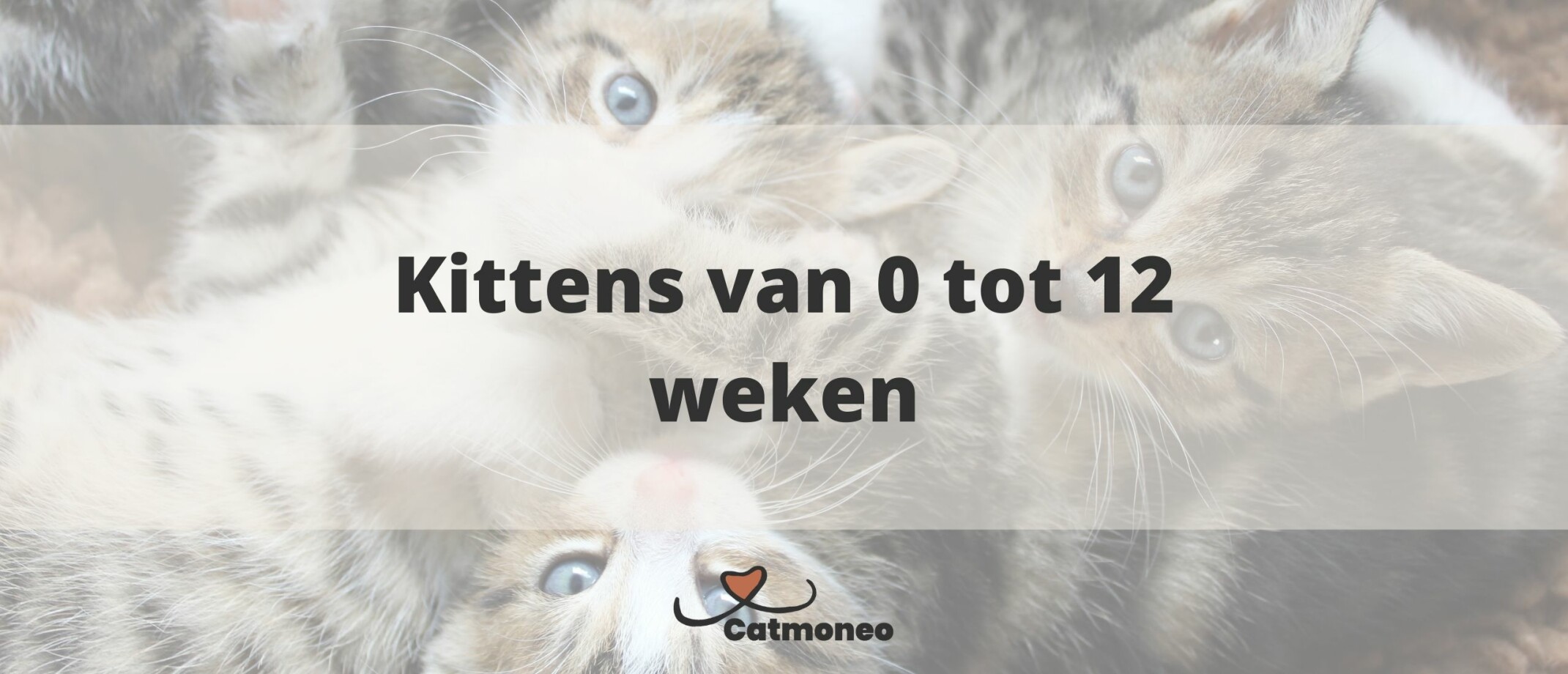 Wanneer mogen kittens weg uit het nest?