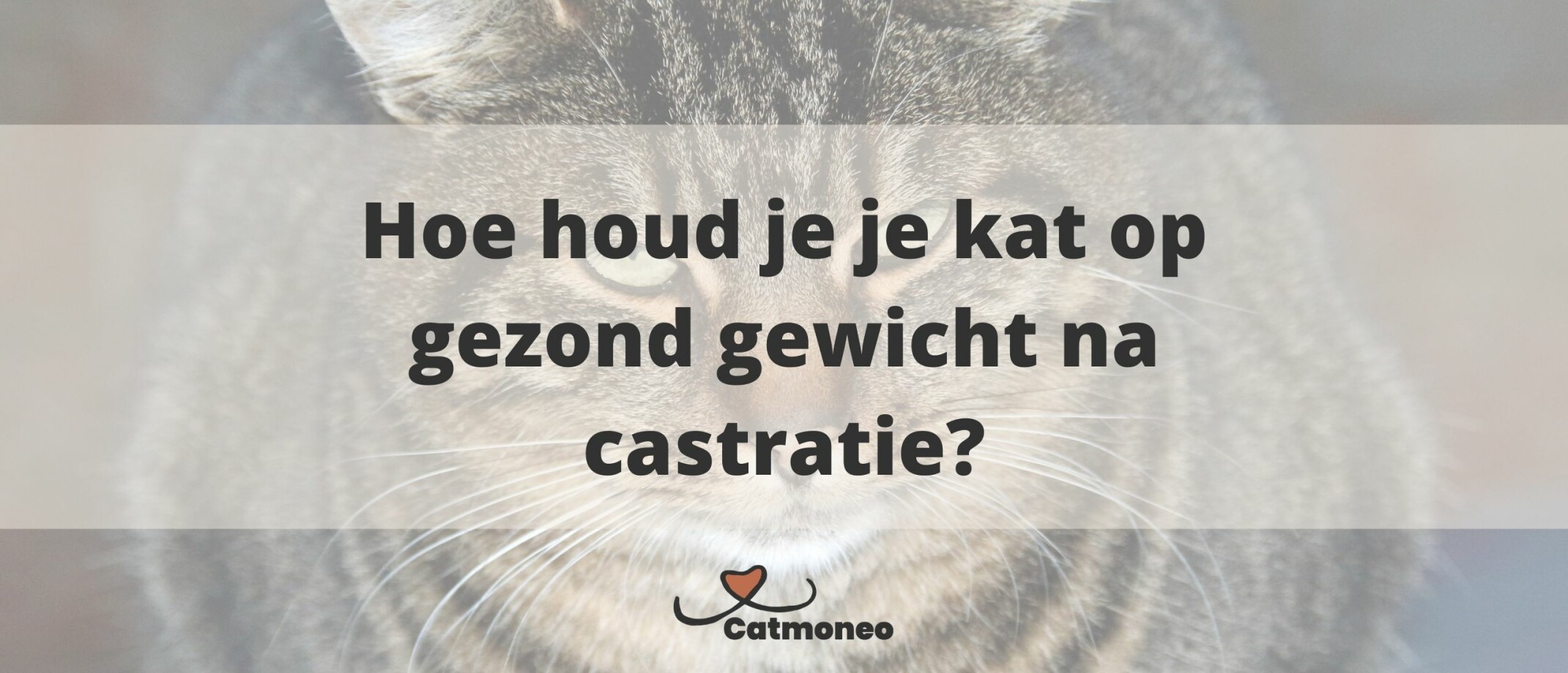 Hoe houd je je kat uit de kerstboom? (+5 kerstboom oplossingen)