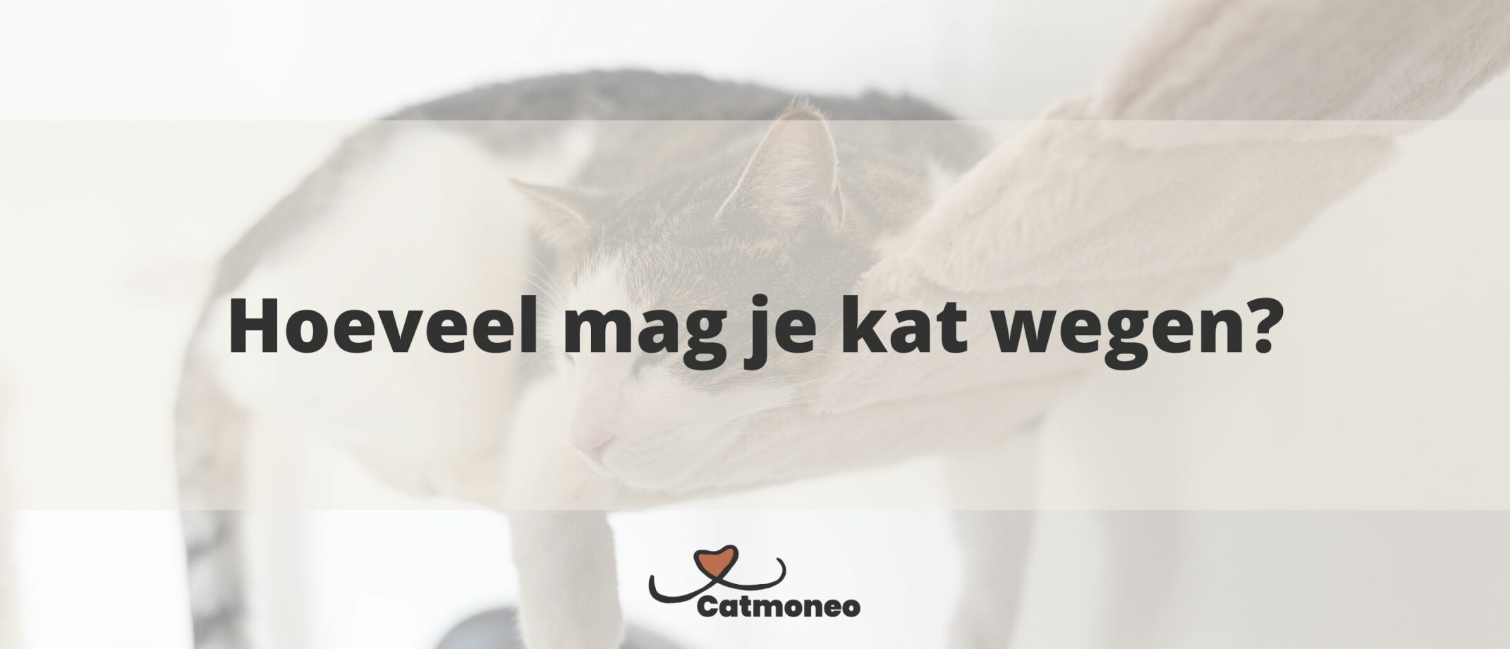 Wil jij je kat de beste voeding geven?