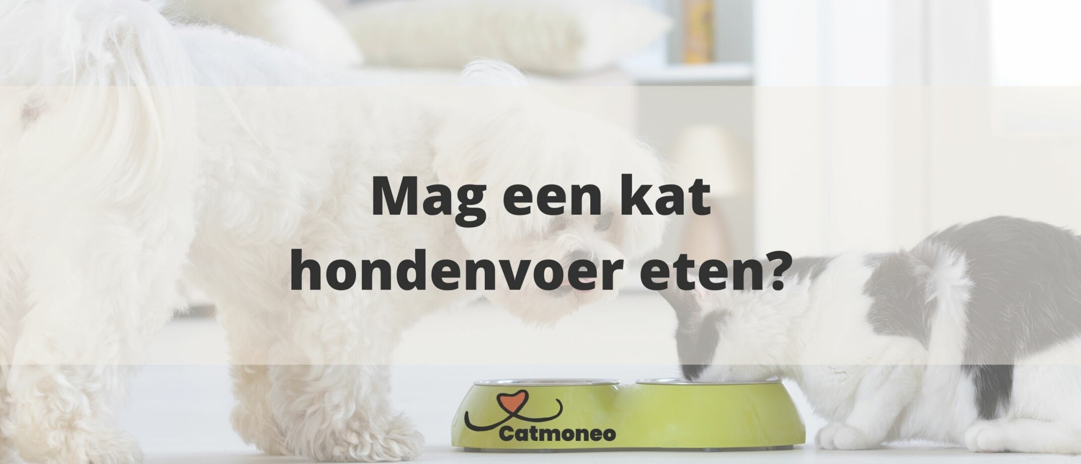 Wil jij je kat de beste voeding geven?