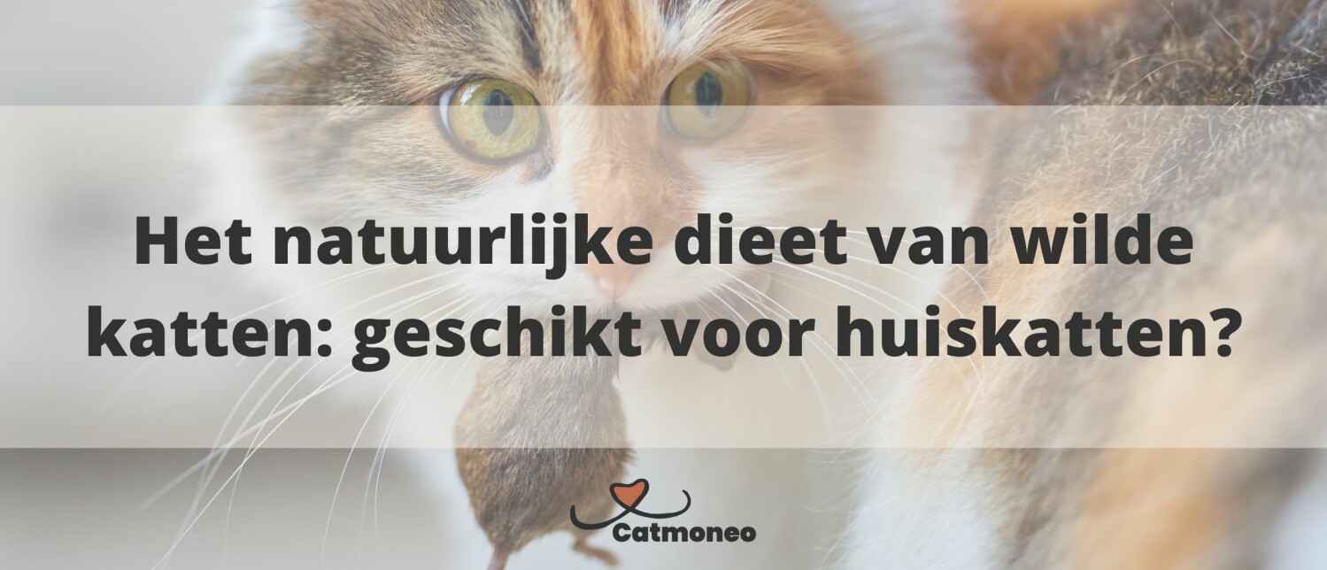 Het natuurlijke dieet: Wat eet een kat in het wild?