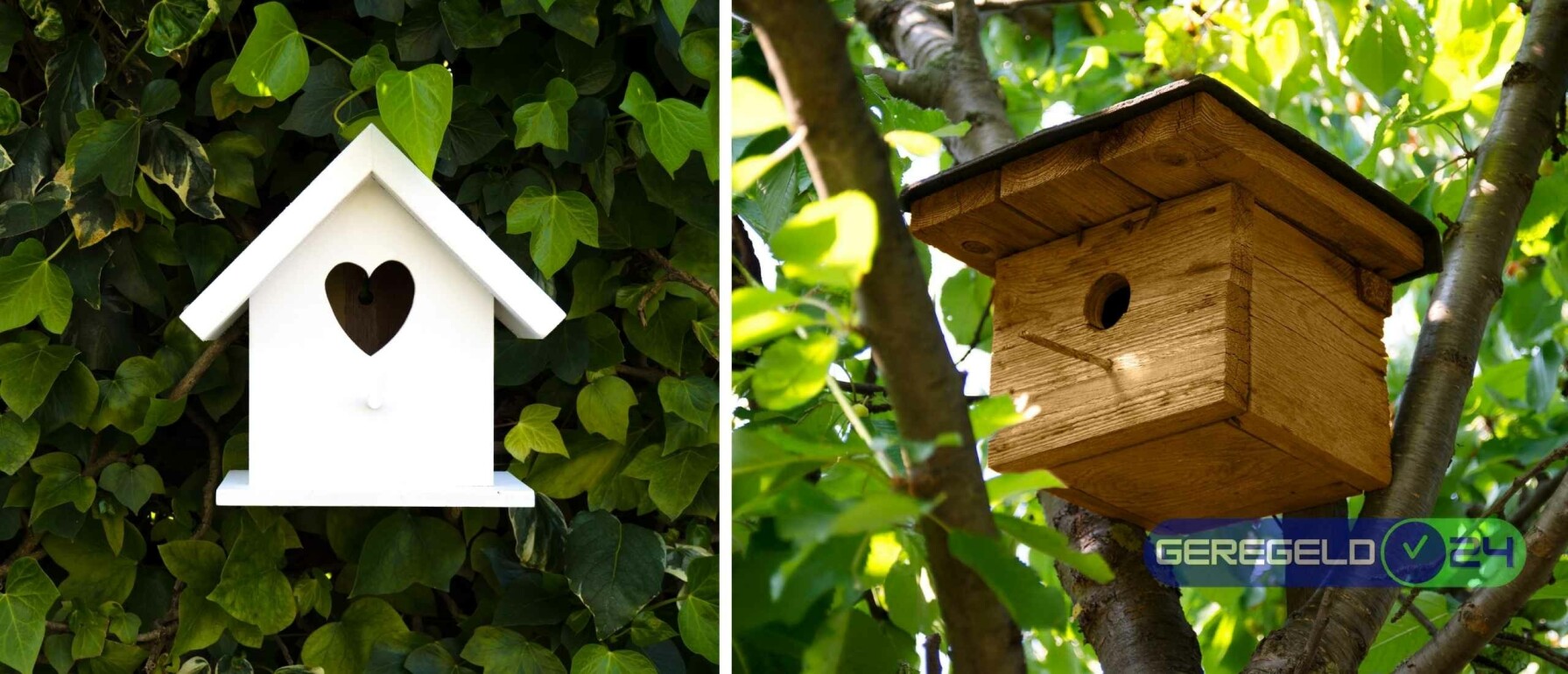 Zelf Volière Bouwen: Een Complete Doe-Het-Zelf Handleiding - Geregeld24