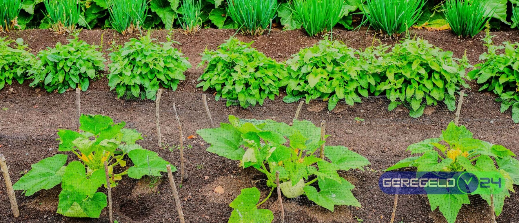 De Ideale Moestuin: Een Complete Gids voor het Kweken van je Eigen ...