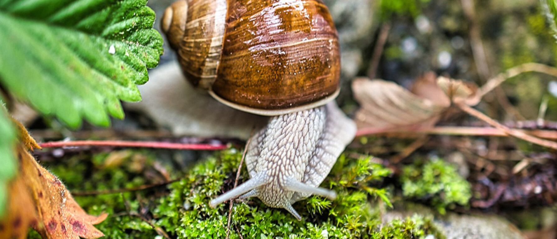 Slakken bestrijden in je tuin? 5 effectieve en diervriendelijke tips