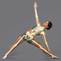 Yoga Anatomie & Biomechanica cursus voor Yogadocenten | SanaYouYOGA