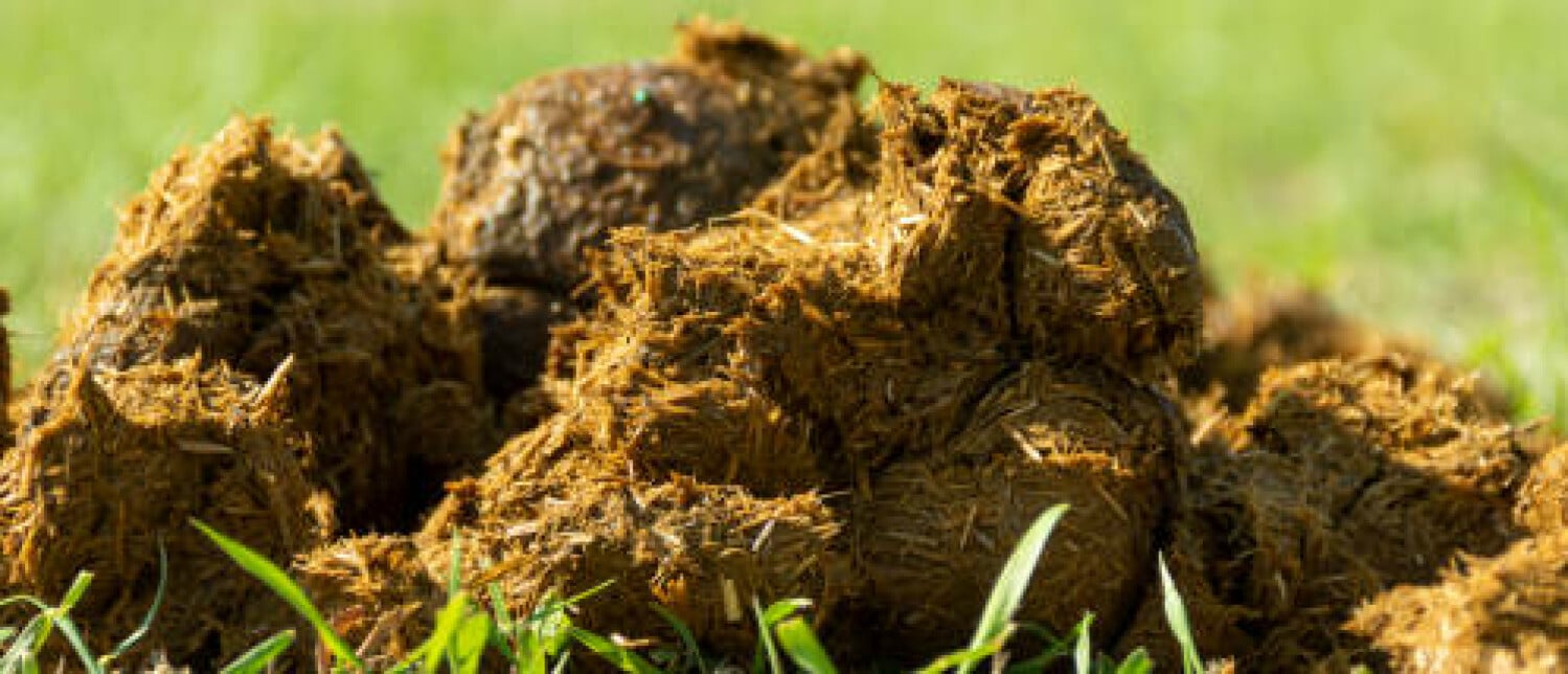 Verschillende soorten wormen bij paarden