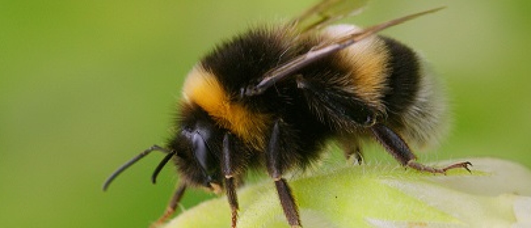 Wat te doen met een hommelnest in je tuin of huis?