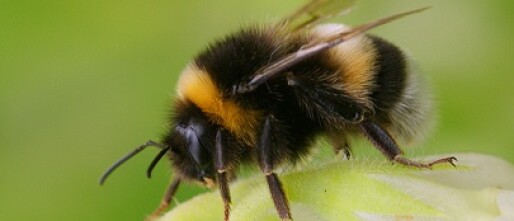 Wat te doen met een hommelnest in je tuin of huis?