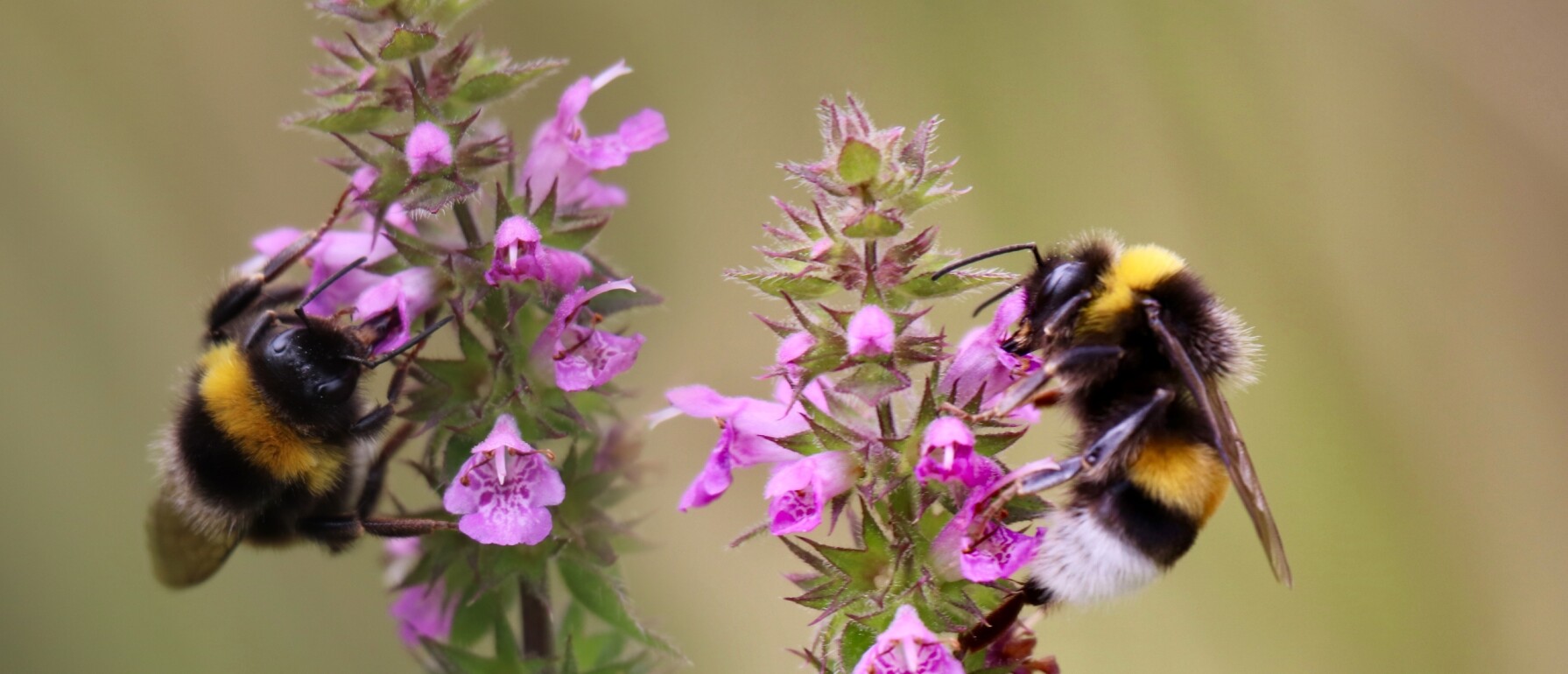 Bij hommels zien de tongen van koninginnen er anders uit dan bij werksters