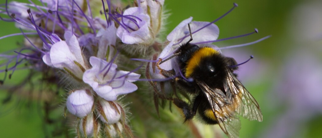Wat te doen met een hommelnest in je tuin of huis?