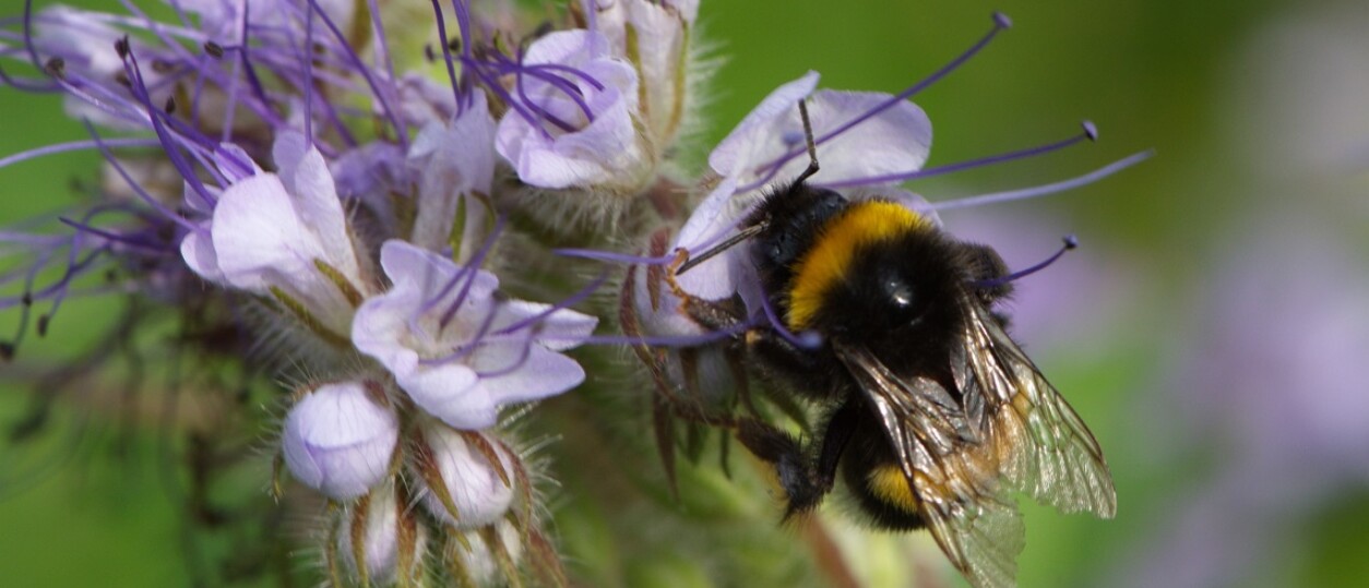 Wat te doen met een hommelnest in je tuin of huis?