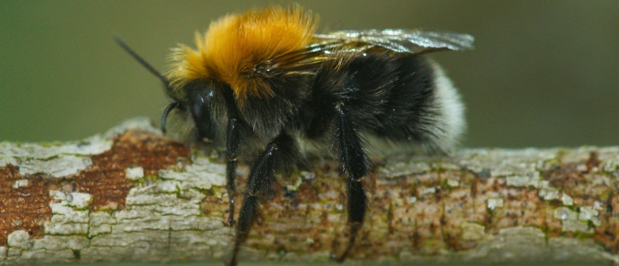 Wat te doen met een hommelnest in je tuin of huis?