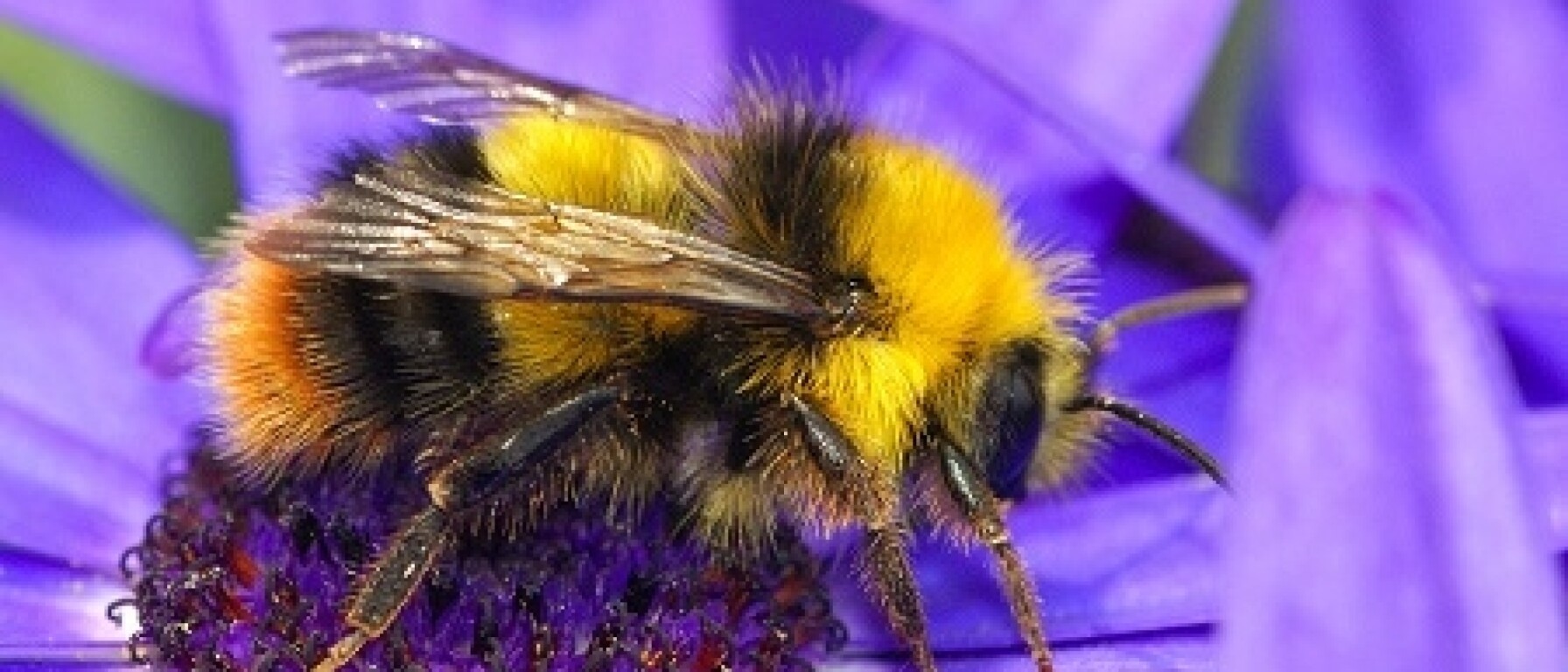 Natuurlijke bestuivers, de wonderlijke wereld van hommels