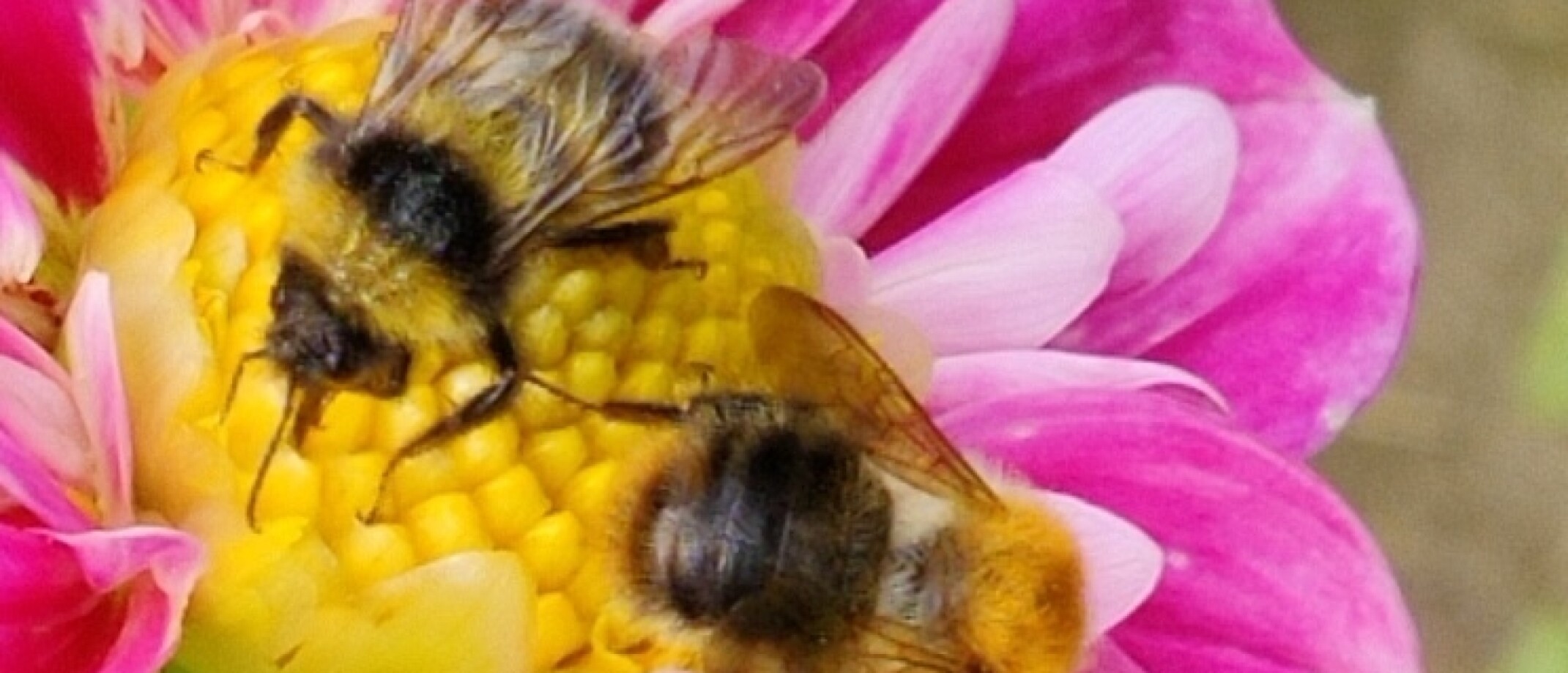 Wat te doen met een hommelnest in je tuin of huis?