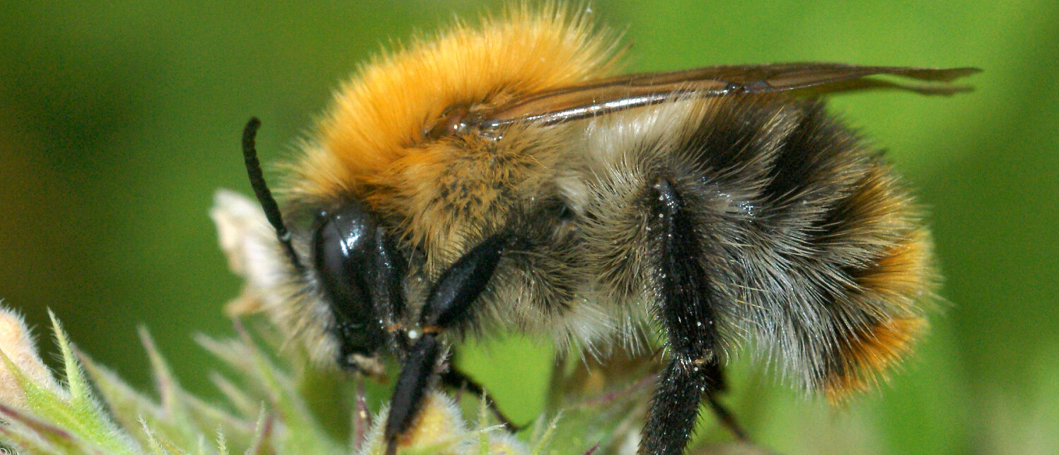 Wat te doen met een hommelnest in je tuin of huis?