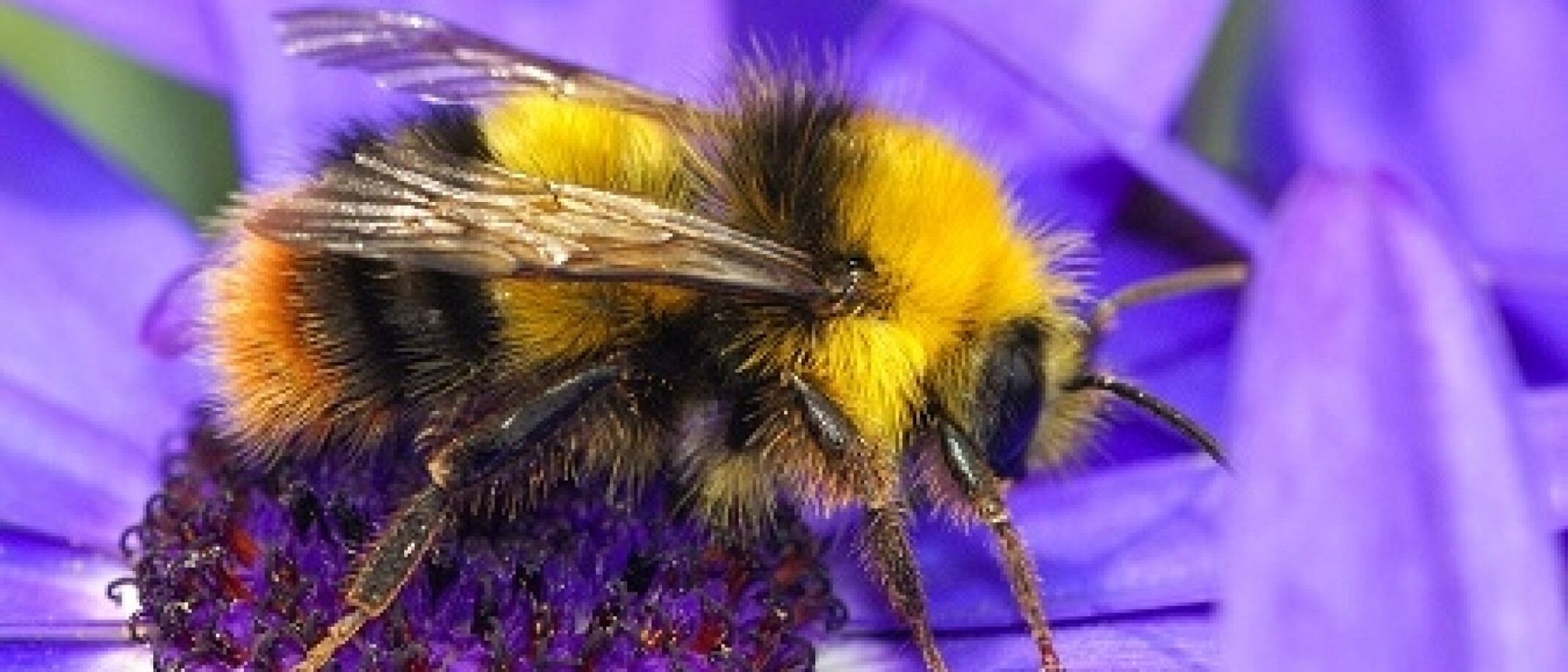 Wat te doen met een hommelnest in je tuin of huis?