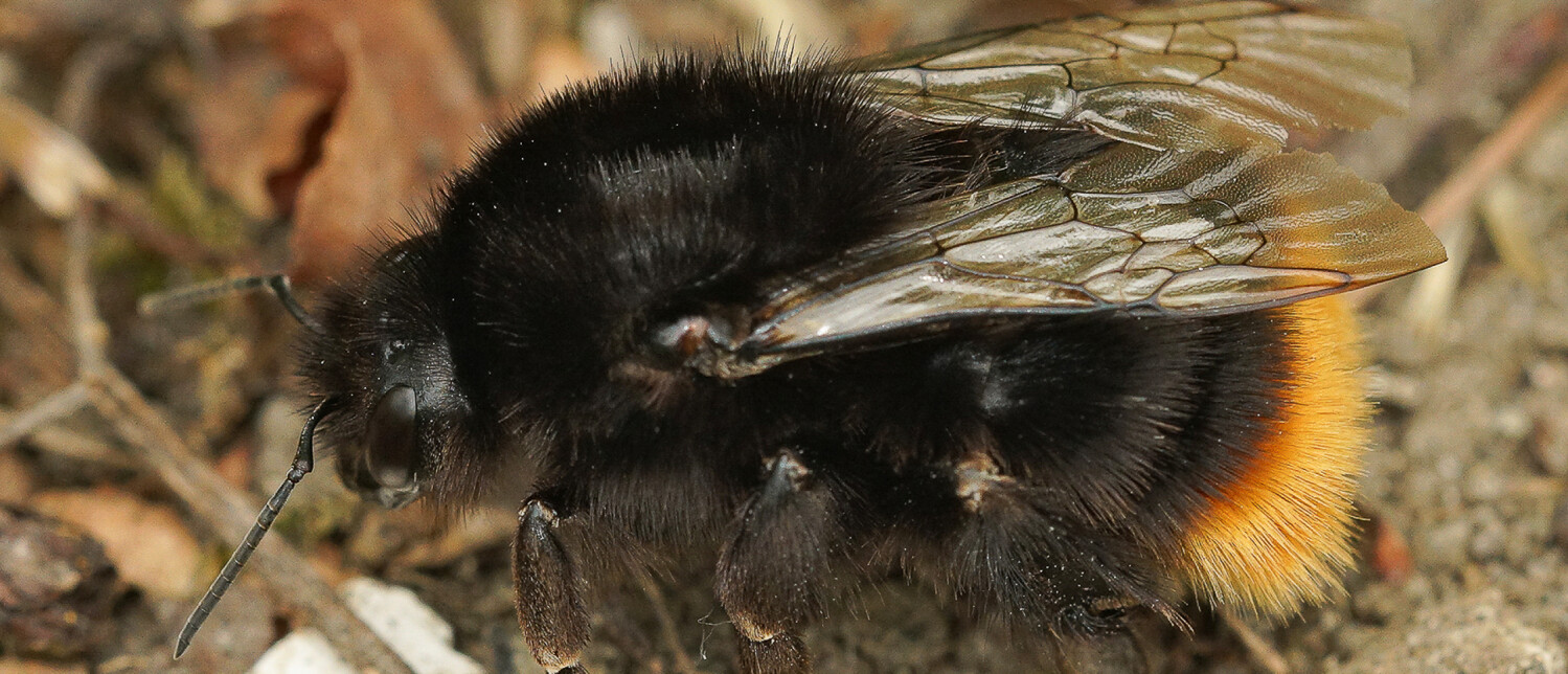 Week van de Hommel