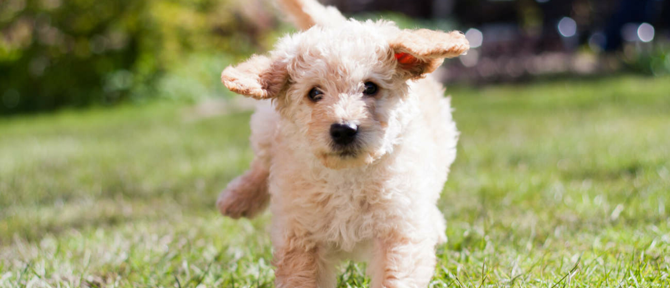 De ontwikkeling van je Labradoodle pup per week