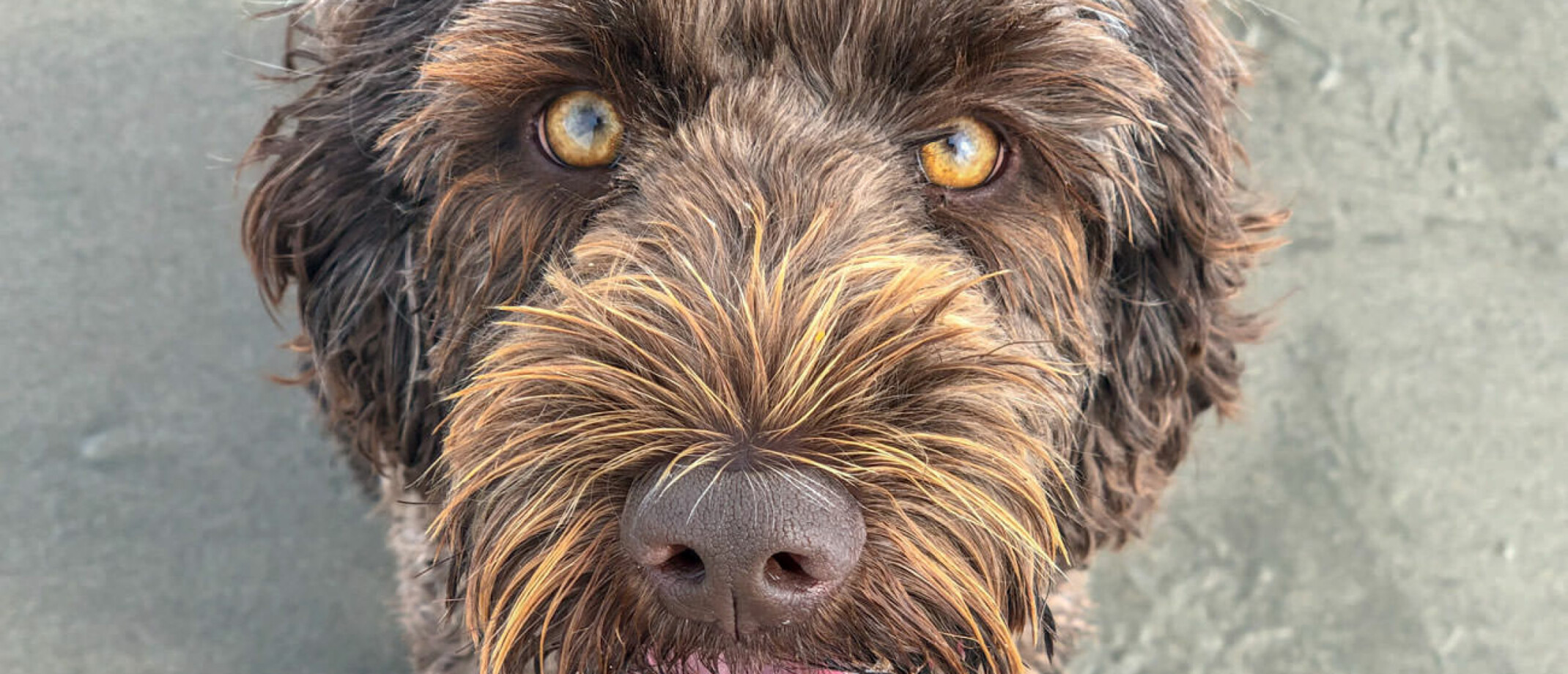 Maak de ogen van je Labradoodle schoon om ontstekingen te voorkomen ...
