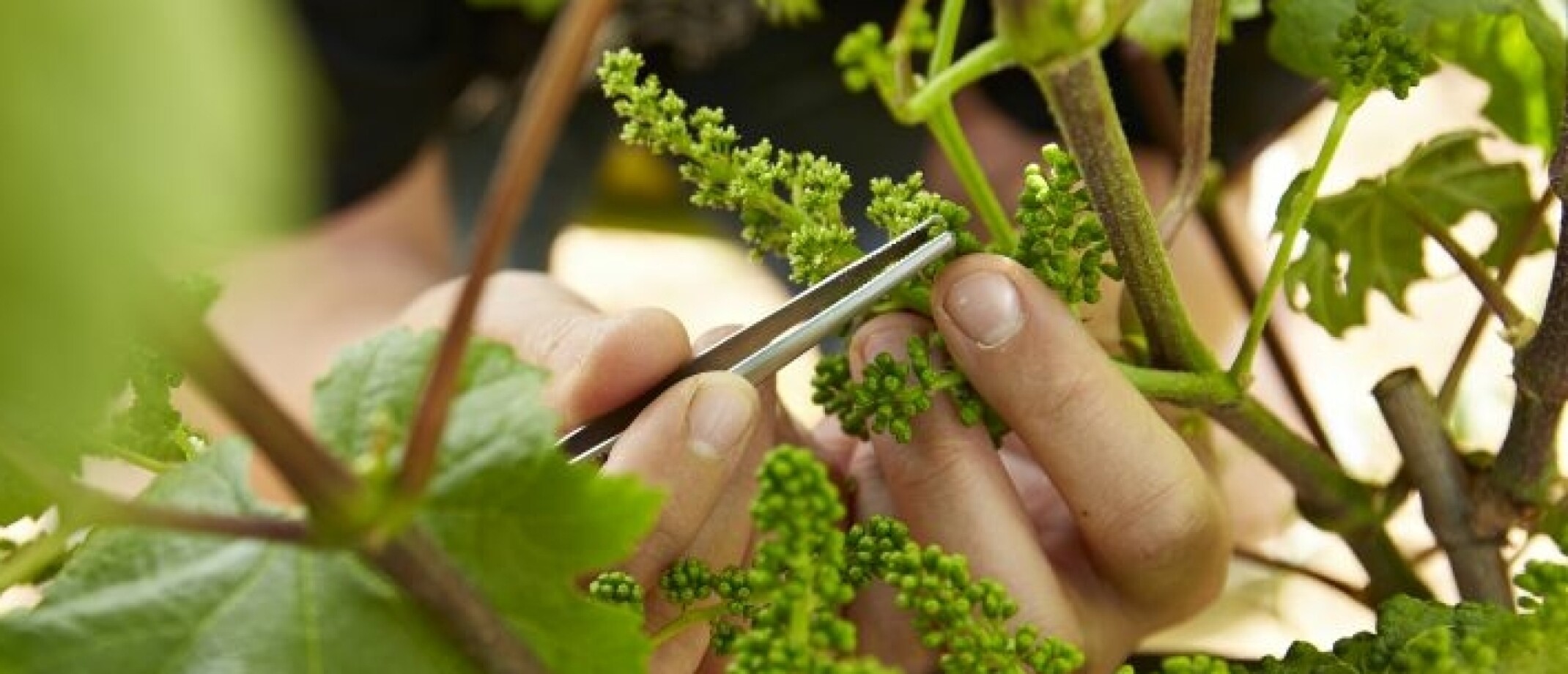 Piwis; kwaliteit en duurzaamheid in de moderne wijnbouw