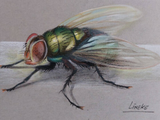 Leer dieren tekenen bij Tekenclub.nl!