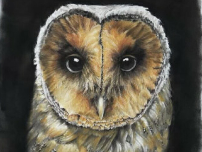 Leer dieren tekenen bij Tekenclub.nl!