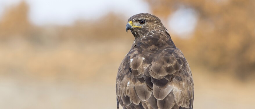Hoe kun je een buizerd herkennen? | Alles over Buizerds