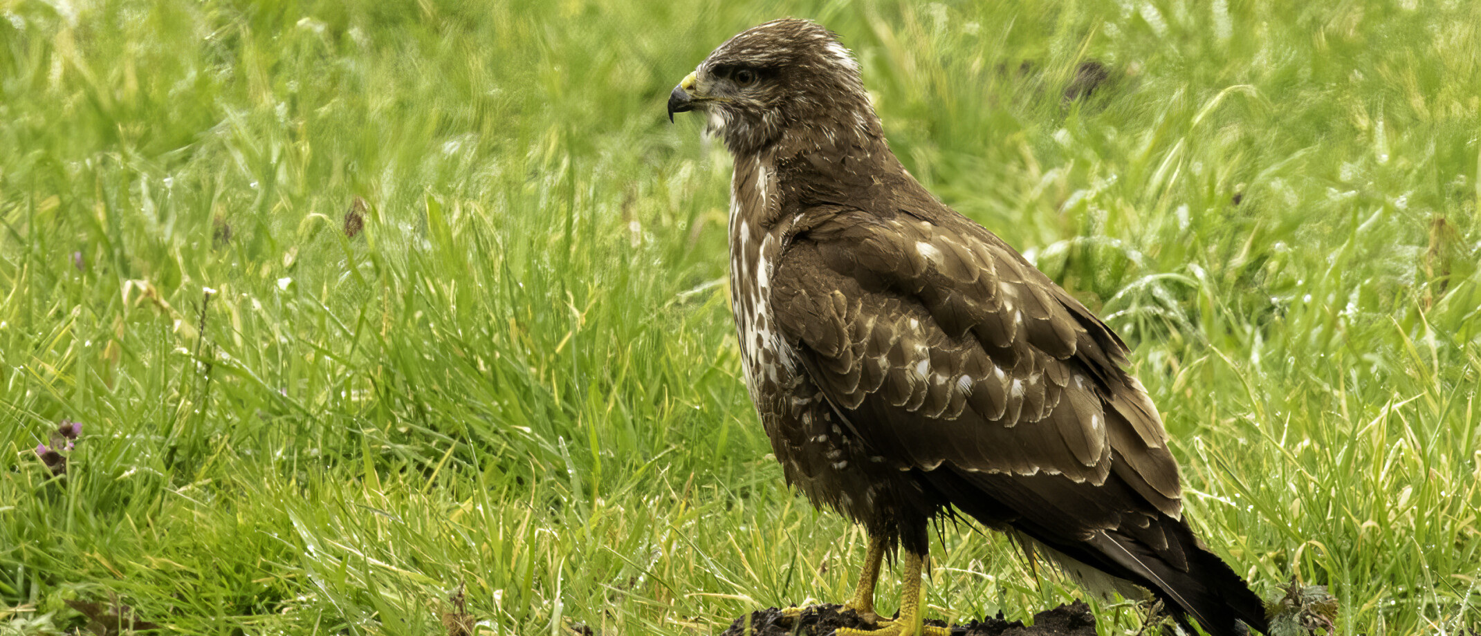 Alles over de Buizerd | Vogel-blog