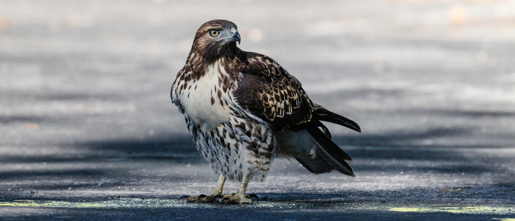 Wat eet een buizerd het liefst? | Alles over Buizerds