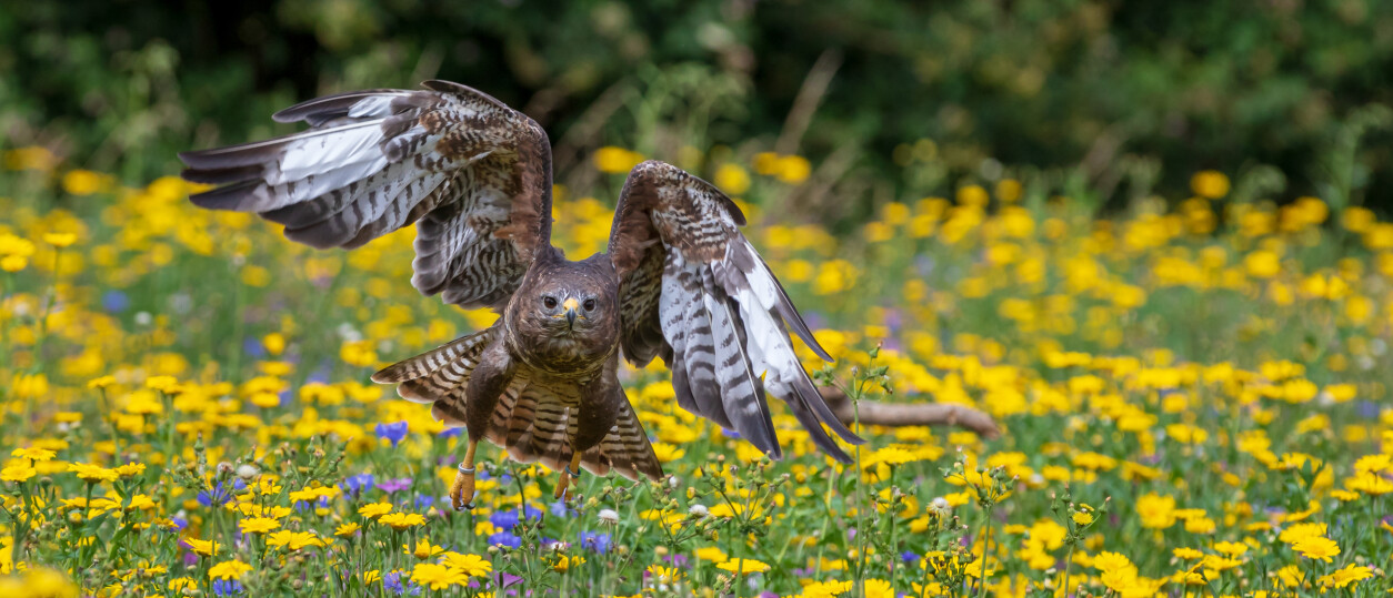 Alles over de Buizerd | Vogel-blog