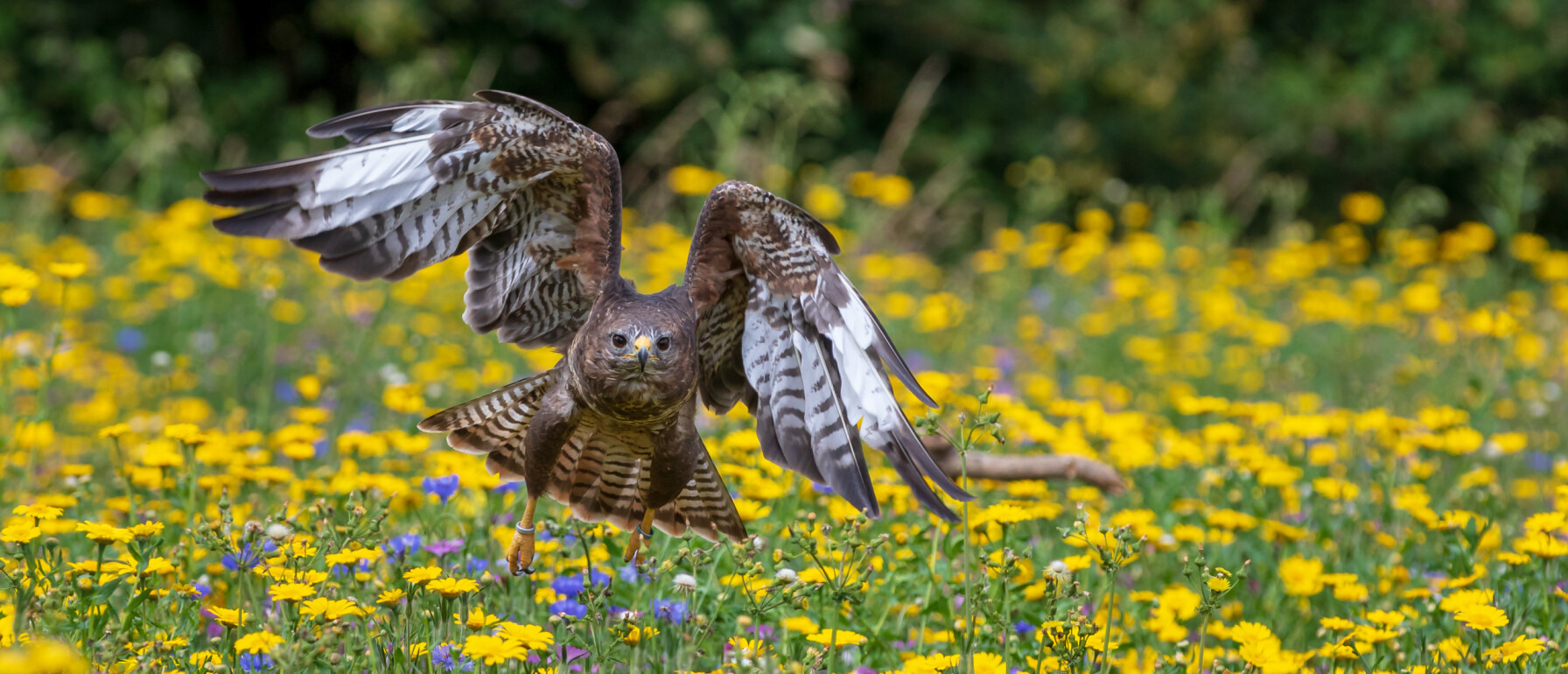Hoe kun je een buizerd herkennen? | Alles over Buizerds