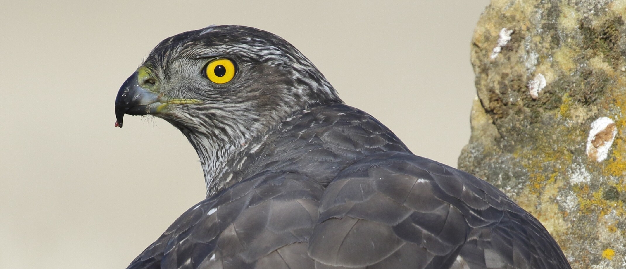Hoe herken je een havik? | Vogel-blog
