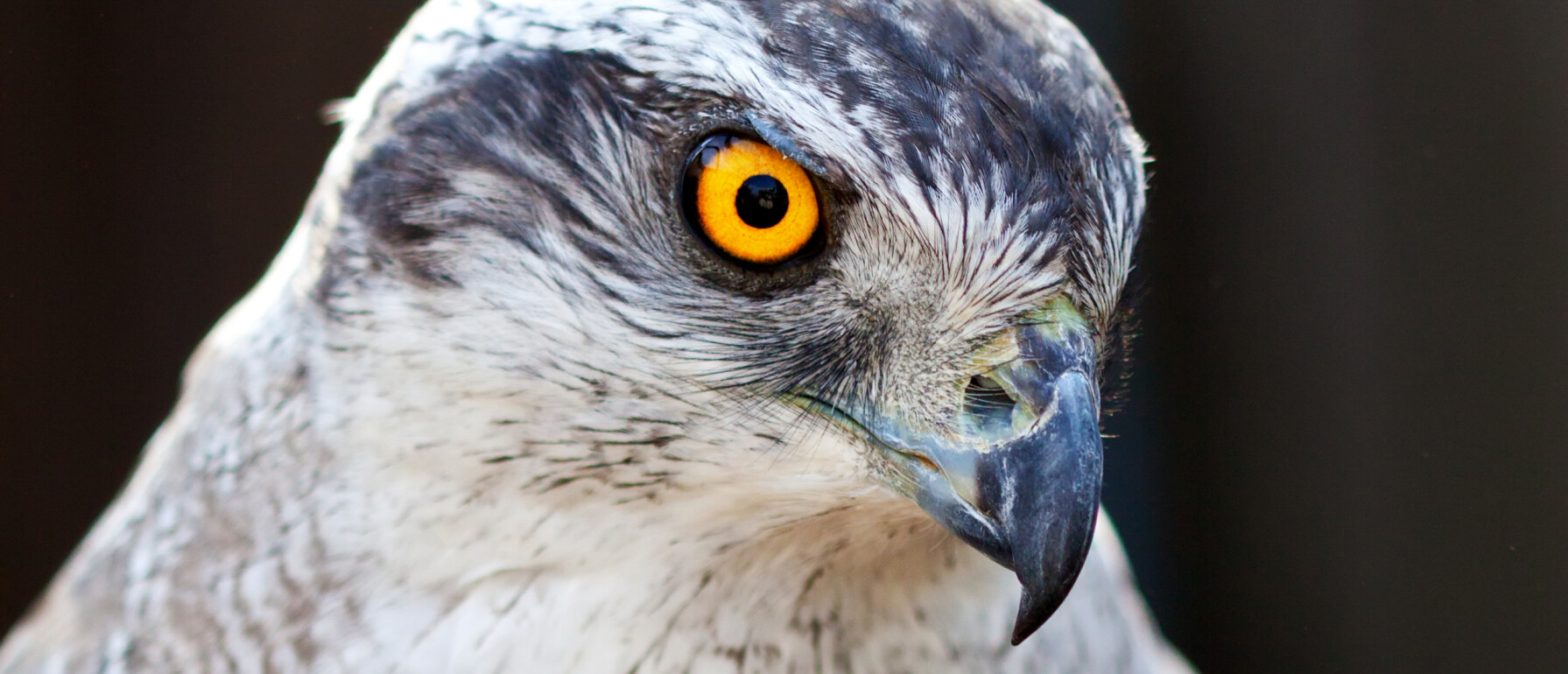 Hoe herken je een havik? | Vogel-blog