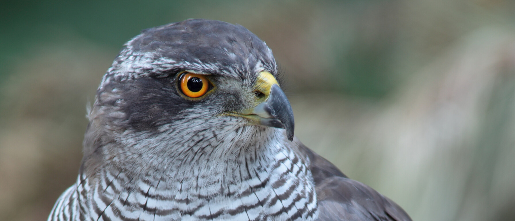 Alles over de Buizerd | Vogel-blog