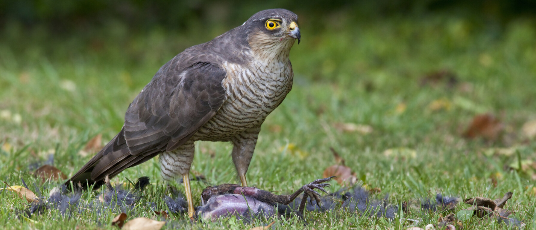 Hoeveel sperwers in Nederland? | Vogel-blog