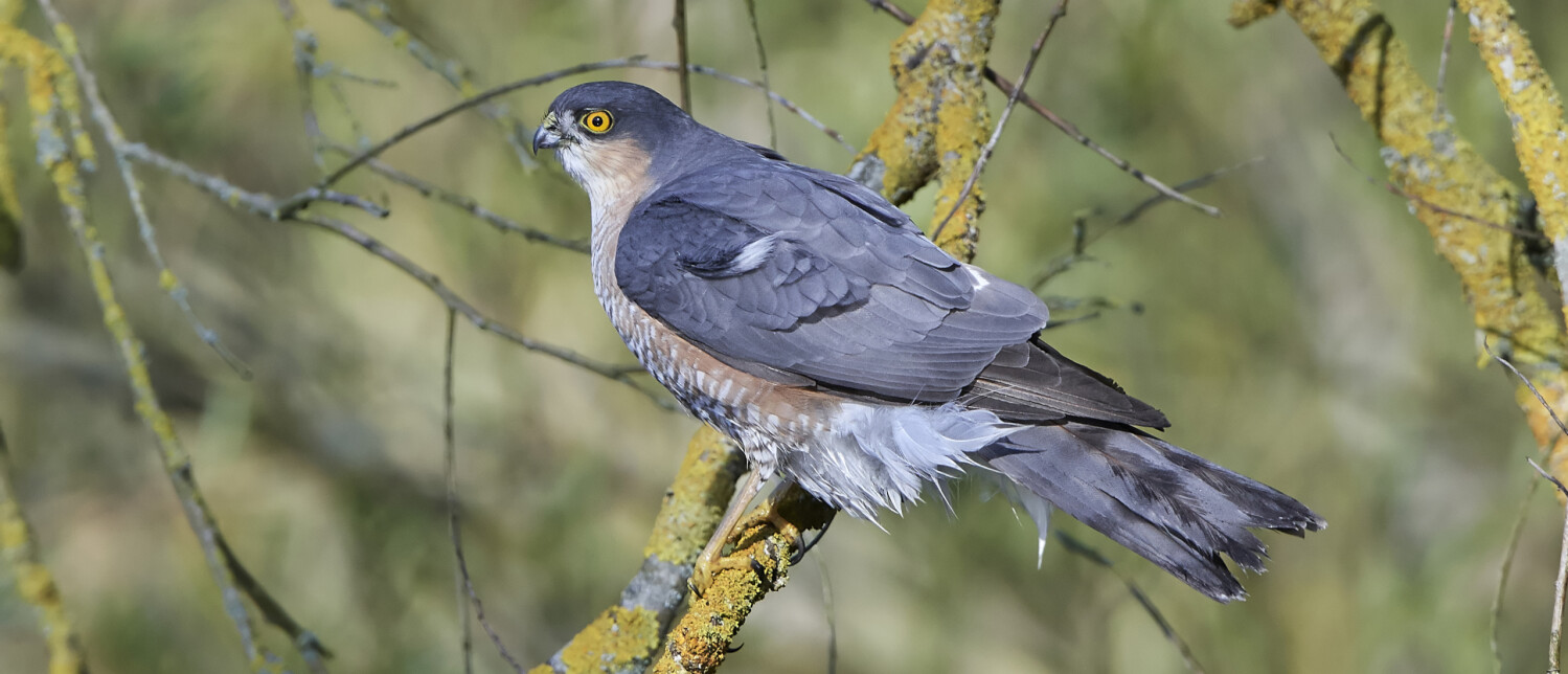 Wat is het verschil tussen een havik en sperwer? | Vogel-blog